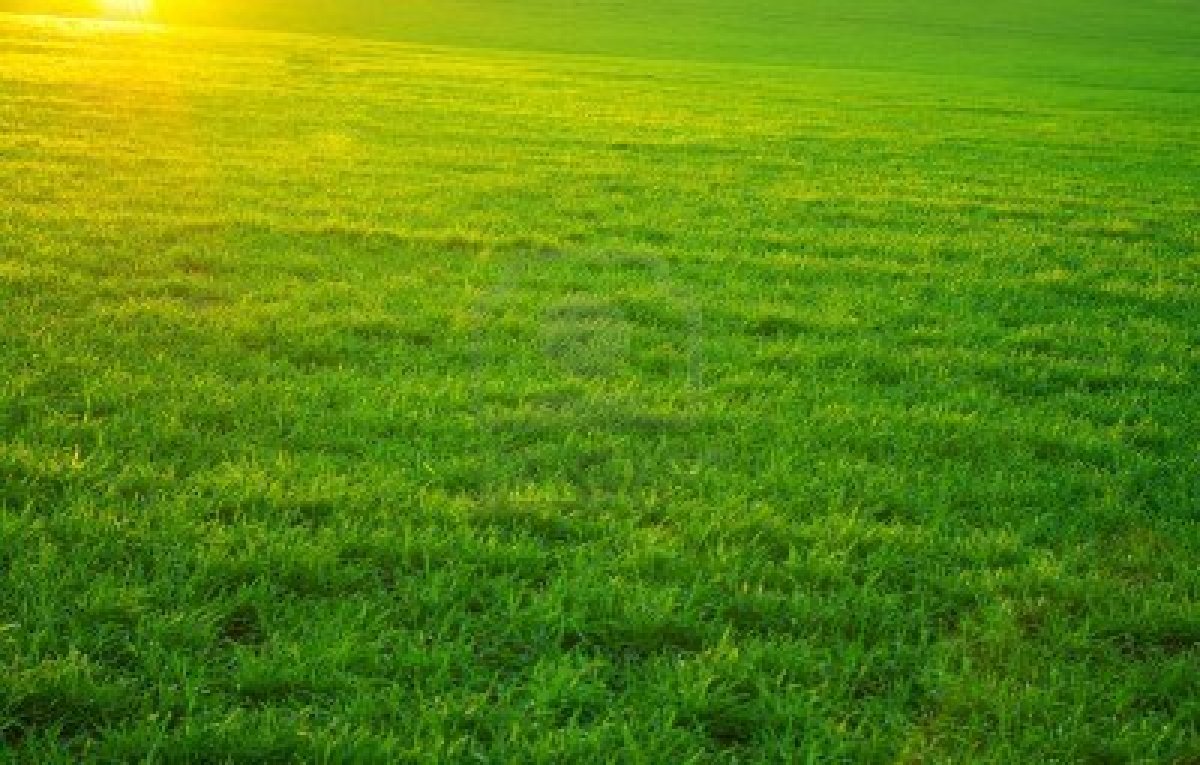 pelouse - définition - C'est quoi